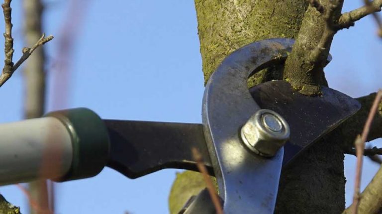How to Stop Tree Branches from Growing Back | Yard Work HQ